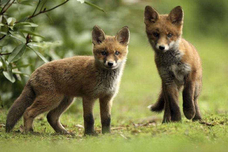Public Statement regarding the culling of Foxes… | Calderfields Hotel ...
